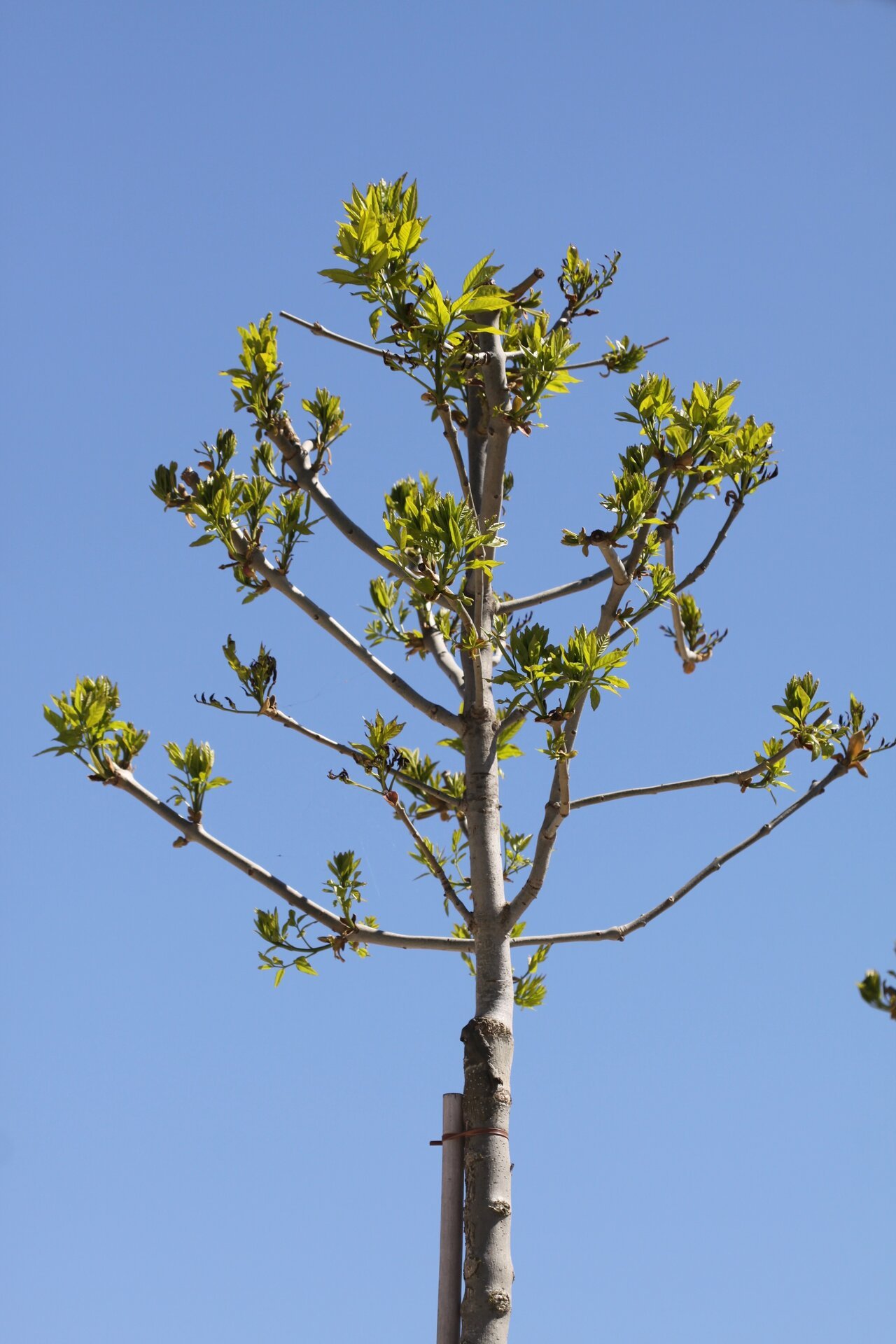 Fraxinus ornus Meczek - Кълбовиден ясен
