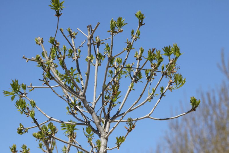 Fraxinus ornus Meczek - Кълбовиден ясен