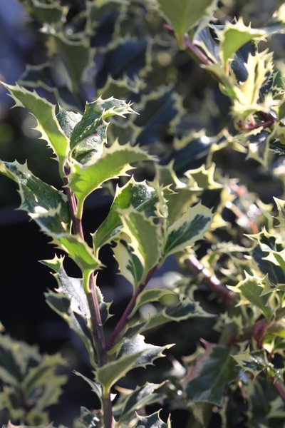Ilex aq. Variegata co 3l - Джел - Английското коледно дърво