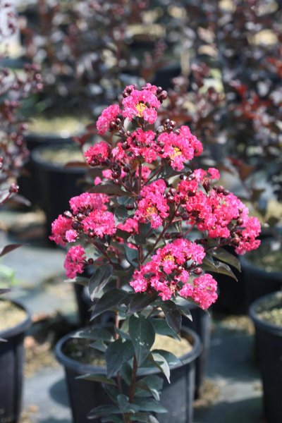 Lagerstroemia indica Double Dynamite co 3l - Индийски люляк