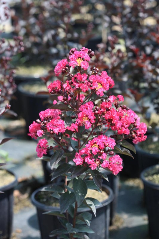 Lagerstroemia indica Double Dynamite co 3l - Индийски люляк