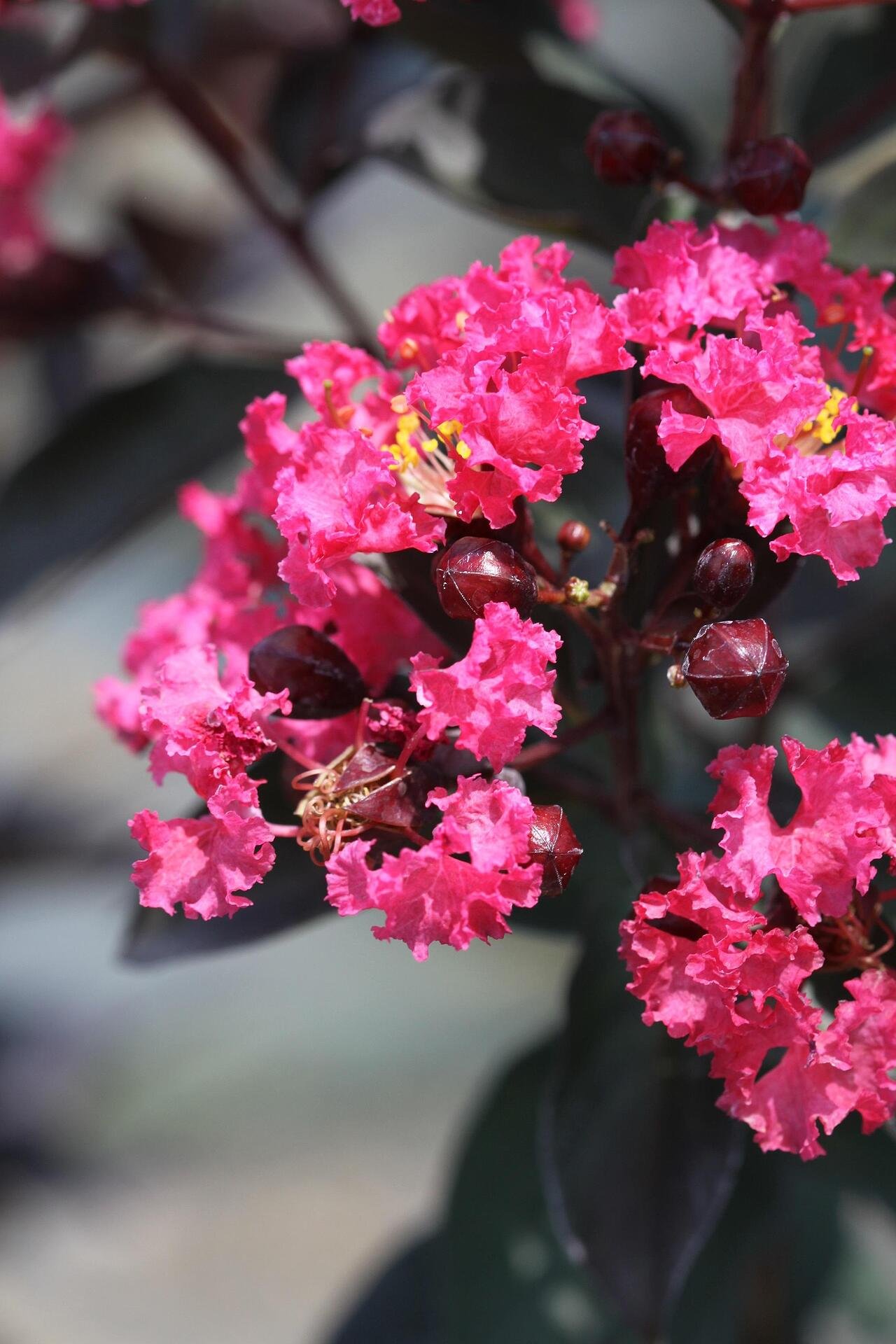 Lagerstroemia indica Double Dynamite co 3l - Индийски люляк
