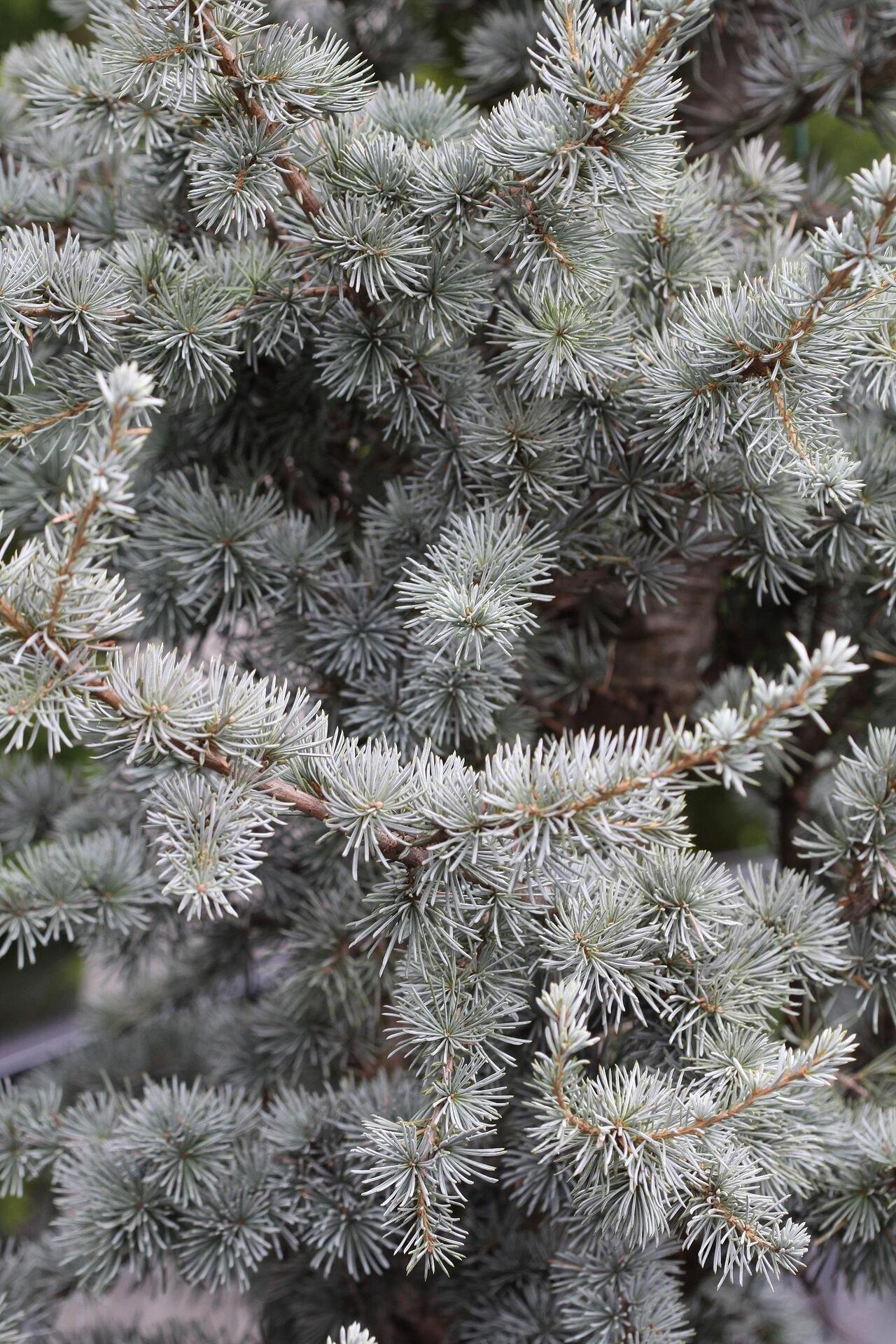 Cedrus atlantica Glauca co 25l, 130/140 cm - Атласки кедър сребрист