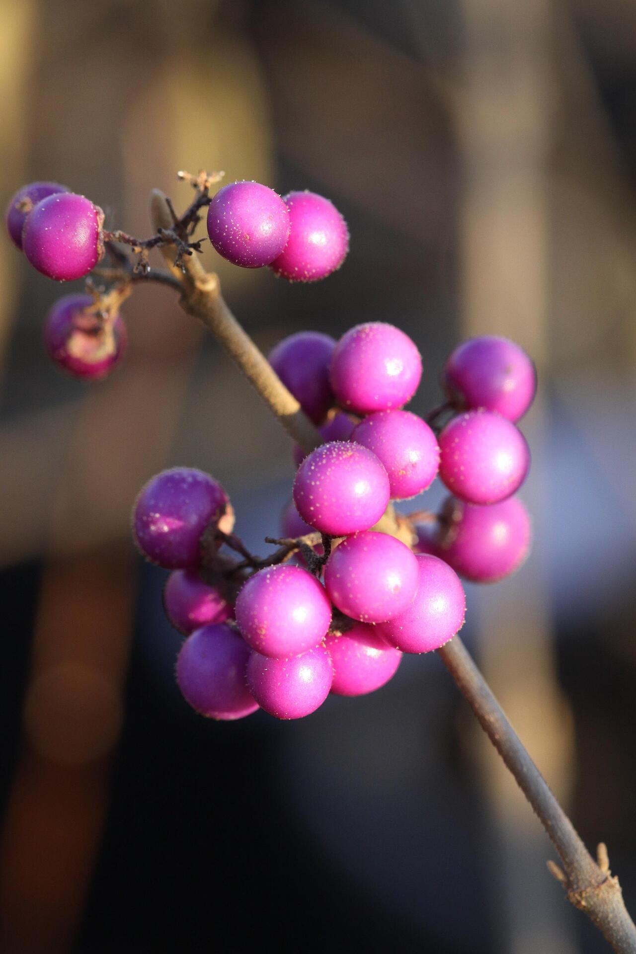 Callicarpa bodinieri Profusion co 1.5l - Каликарпа Профусион