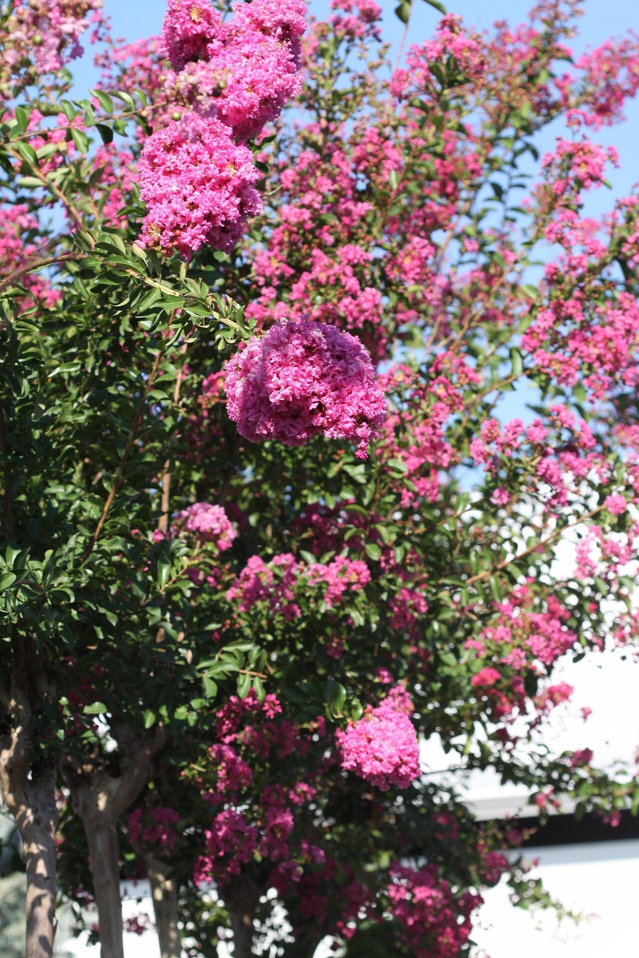 Lagerstroemia indica Rose co 35l, stam 220 cm - Индийски люляк дърво