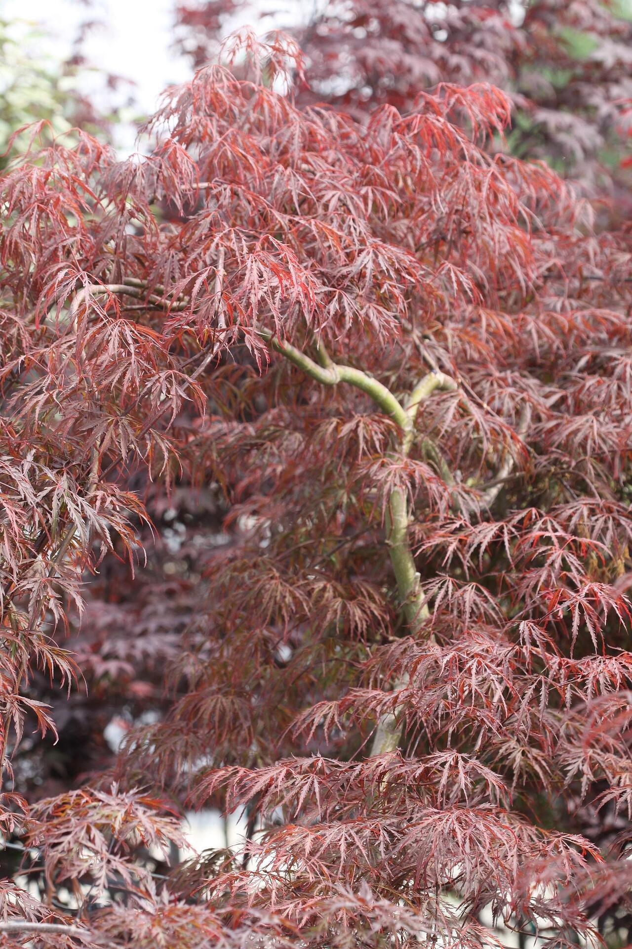 Acer palm. Crimson Princess co 15l, 120/140 cm - Ацер палматум ...
