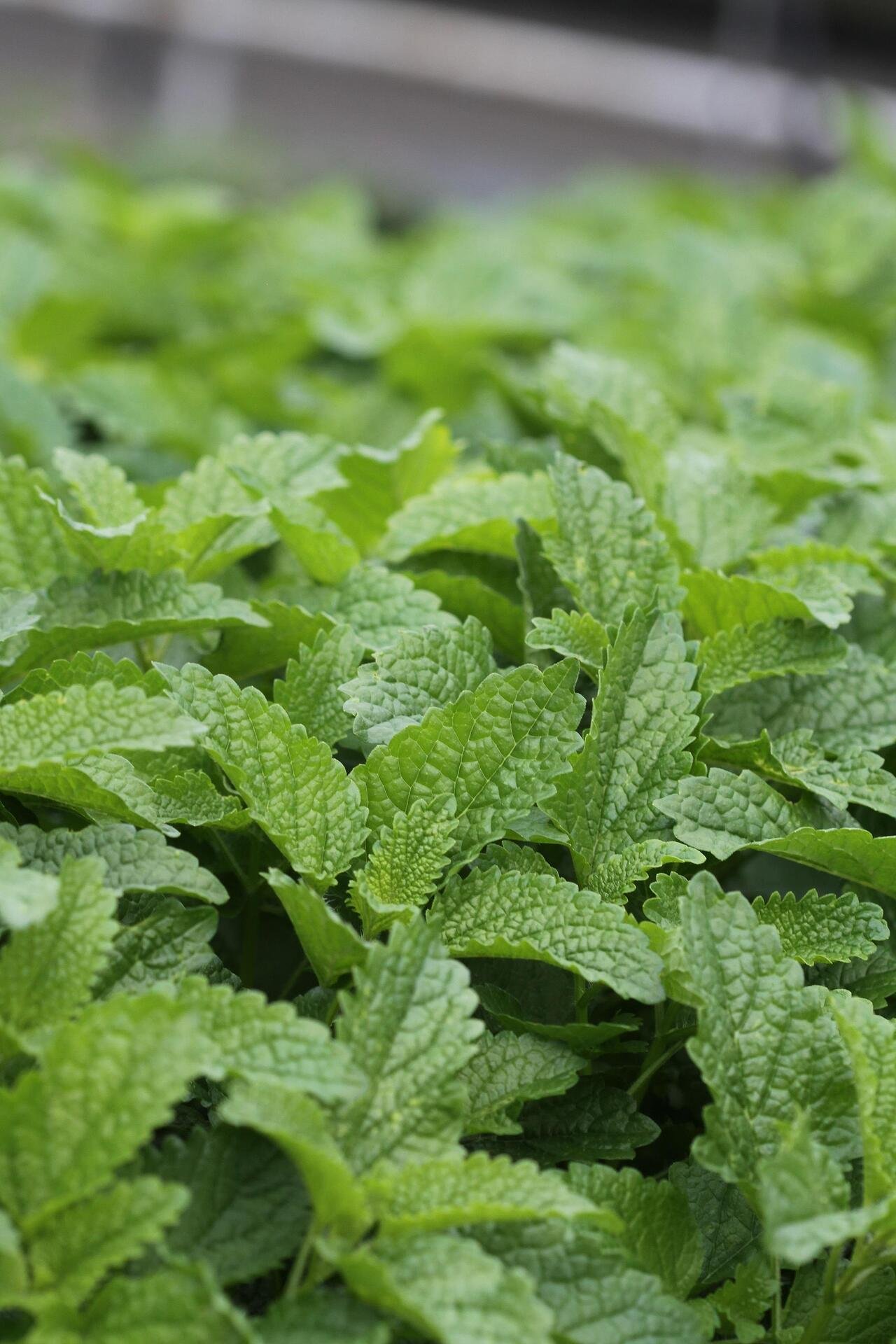 Melissa officinalis co 1l - Мелиса Маточина