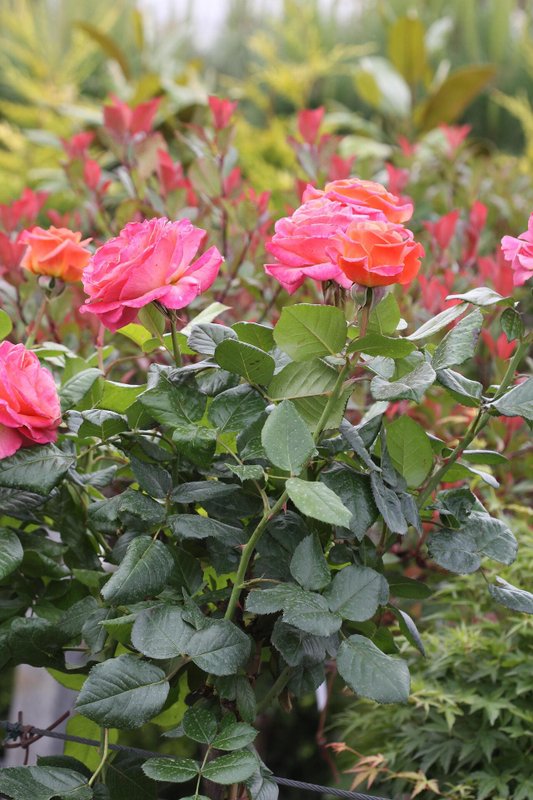 Rosa La Palma Densiflora co 7l, stam 90 cm - Роза Палма, Оформена на дърво