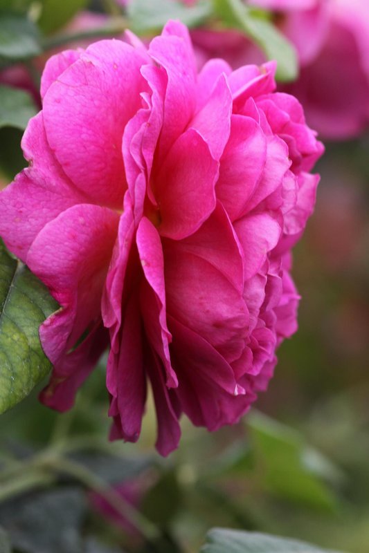 Rosa James L. Austin (Auspike) co 7l, stam 90 cm