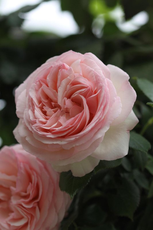 Rosa stam Eden Rose co 7.5l, stam 90 cm - Роза Еден на дърво