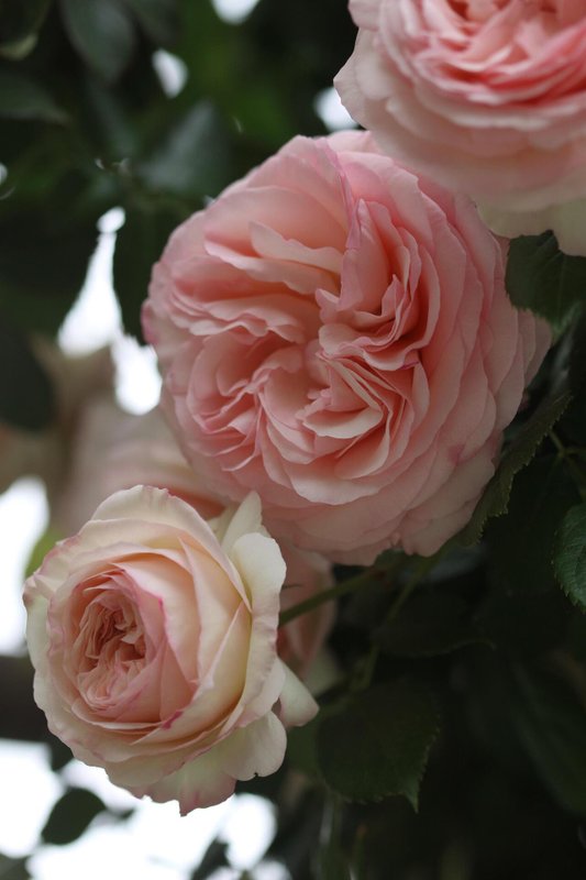 Rosa stam Eden Rose co 7.5l, stam 90 cm - Роза Еден на дърво