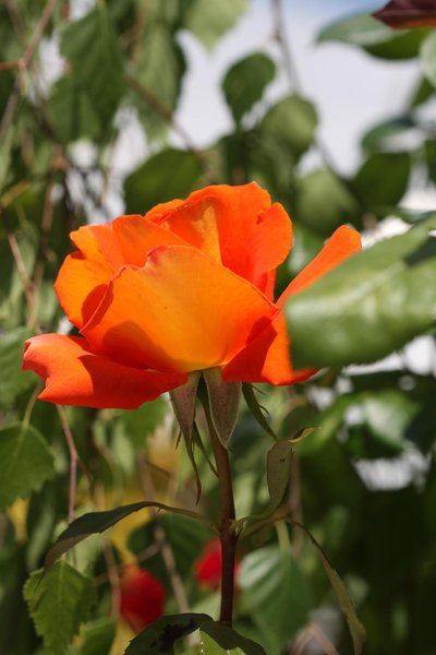 Rosa stam Arancio Chiaro co 7l, stam 90 cm - Роза Светлооранжева ...