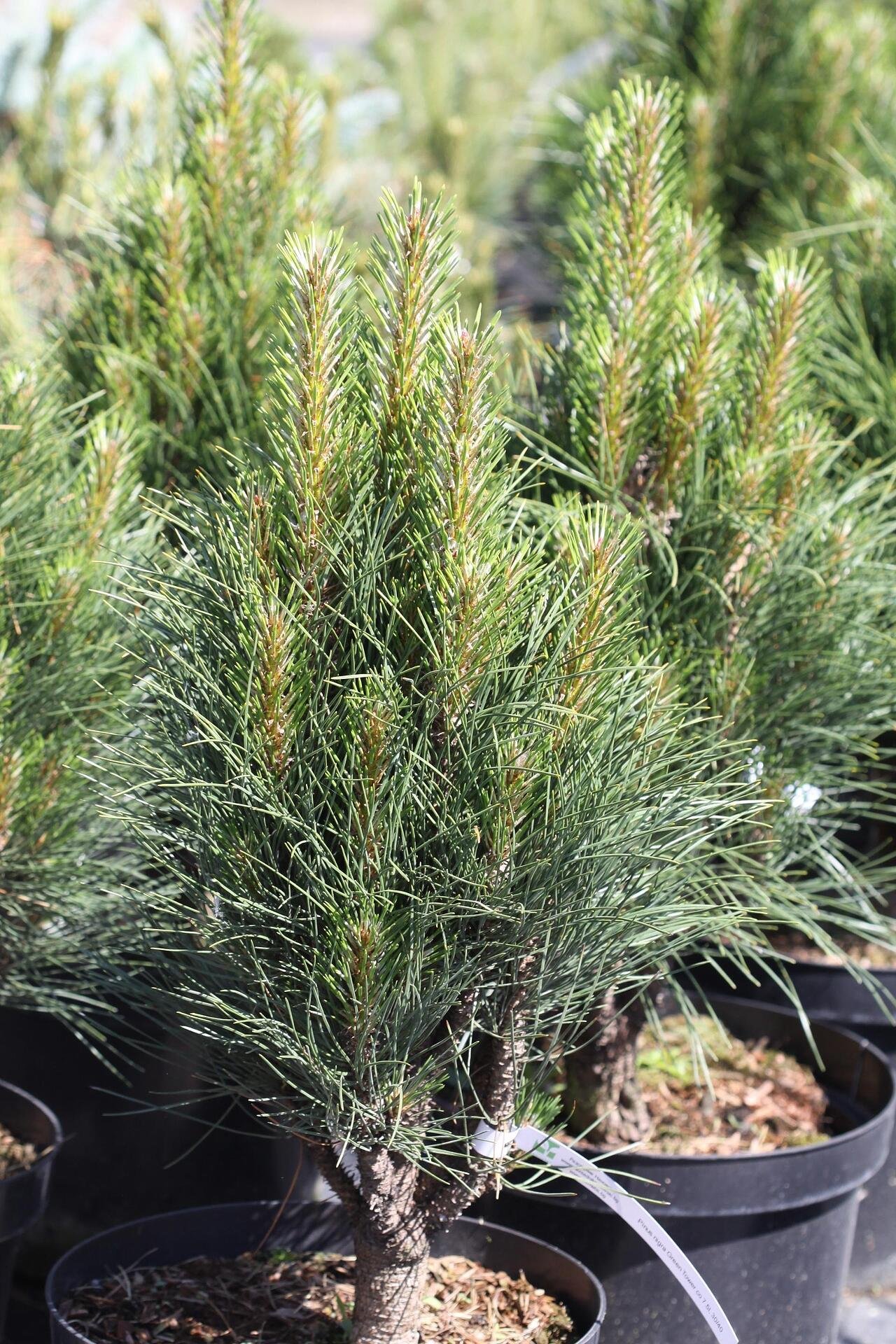 Pinus nigra Green Tower co 7.5l, 50/60 Пинус нигра Черен Бор Зелената Кула