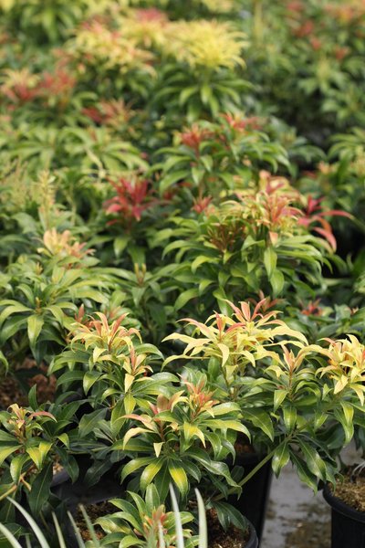 Pieris japonica Red Mill co 3l, 25/30 cm - Пиерис Червеата Мелница