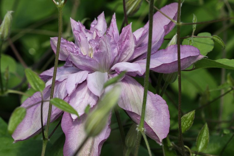 Clematis Proteus