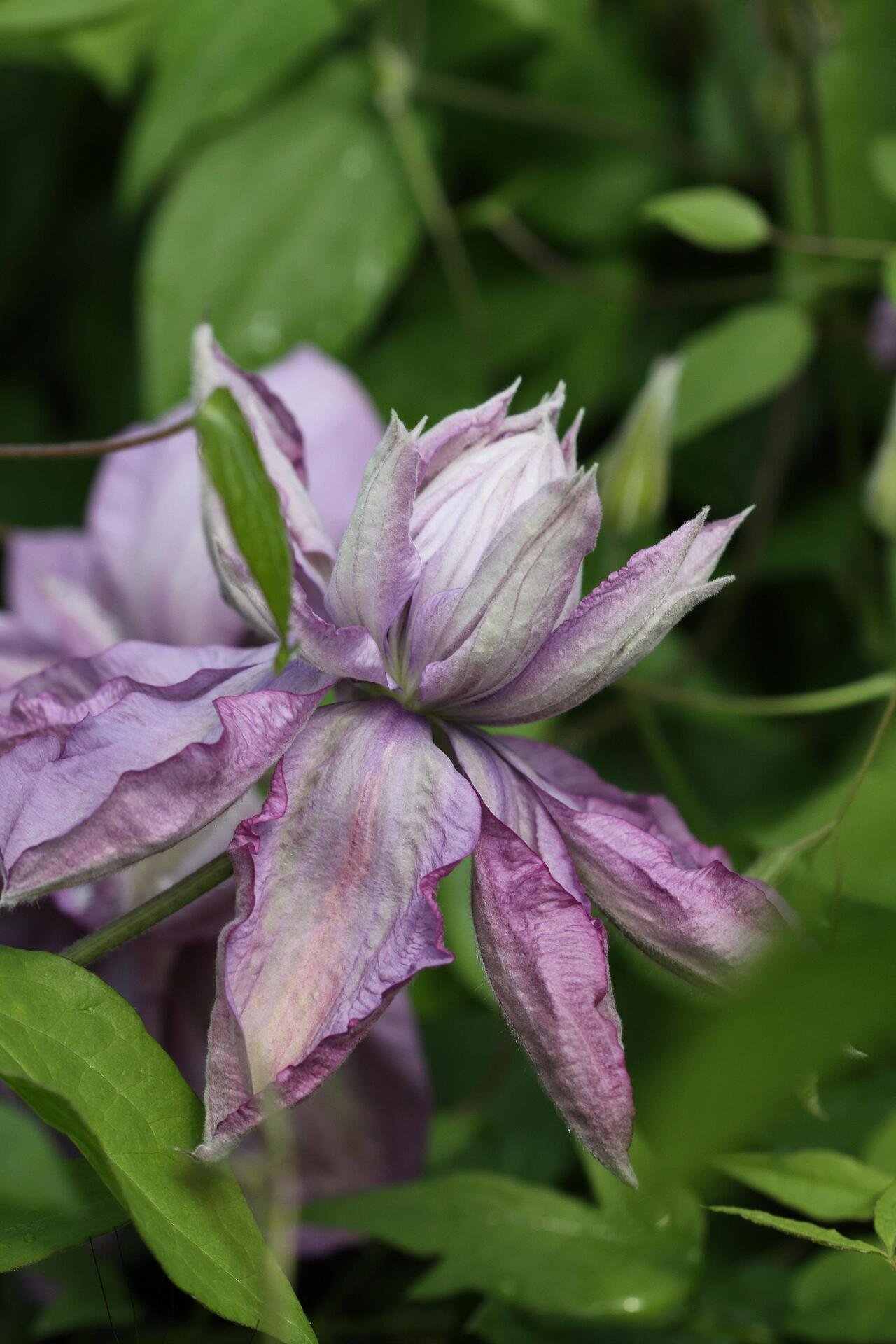 Clematis Proteus