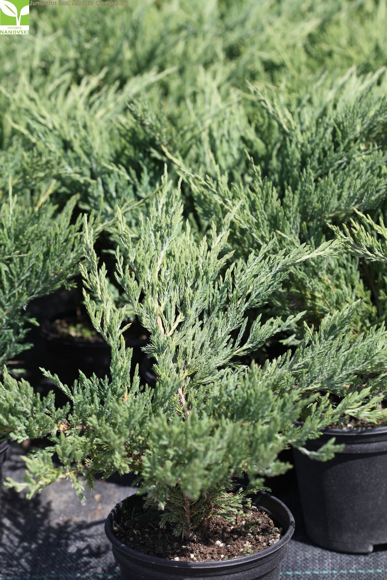 Juniperus hor. Andora Compacta - Юниперус