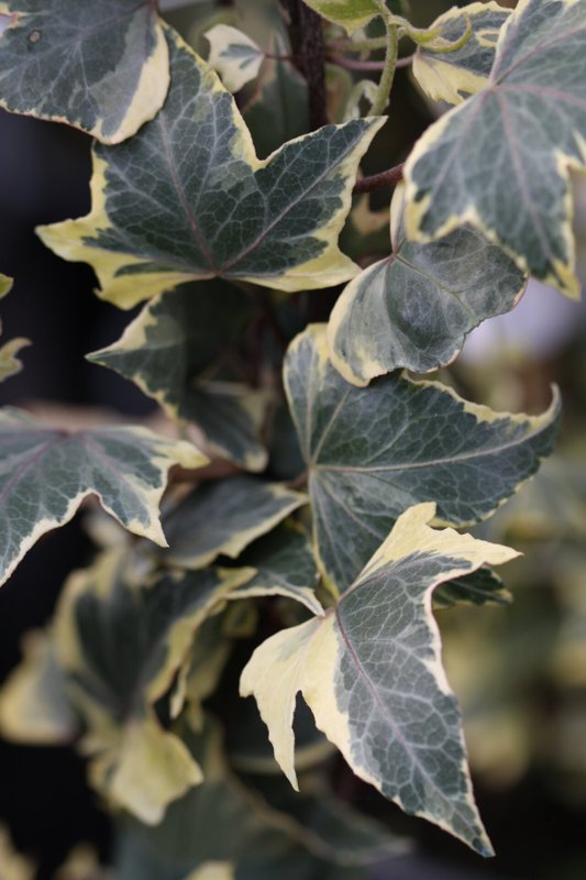 Hedera helix Yellow Ripple - Бръшлян