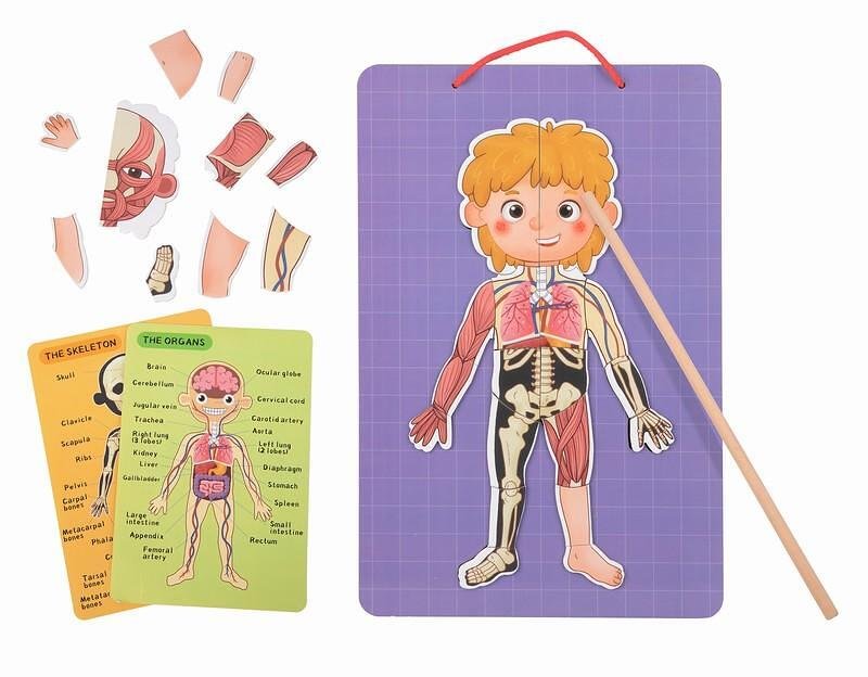 Tooky Toy Магнитна диаграма на човешкото тяло ТH842