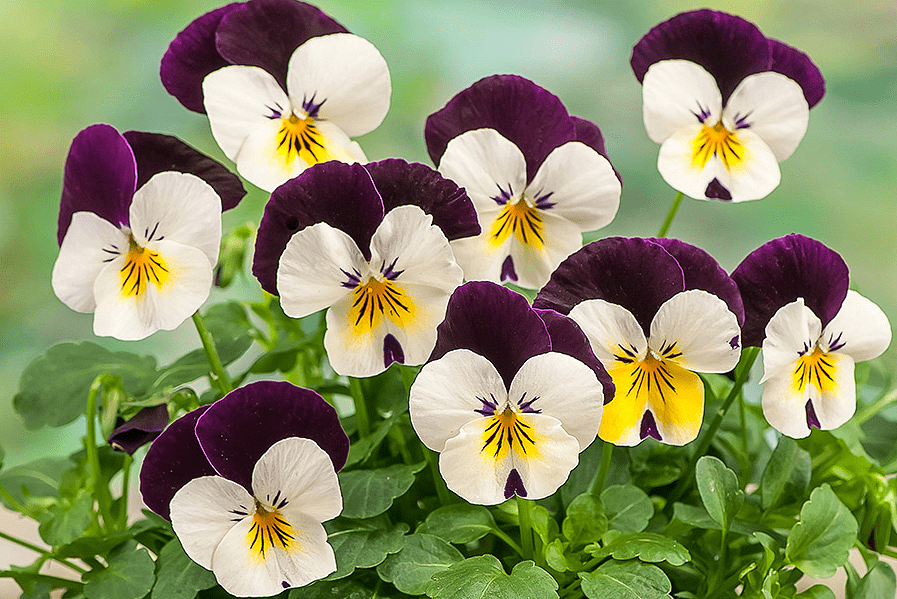 Виола Corina F1 White Purple Wing