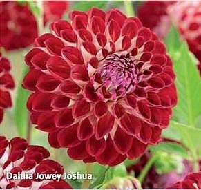 ДАЛИЯ BALL/POMPON JOWEY JOSHUA SP