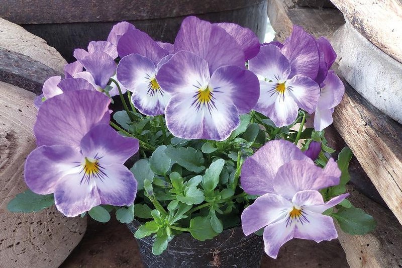 Виола Corina F1 Purple Ice