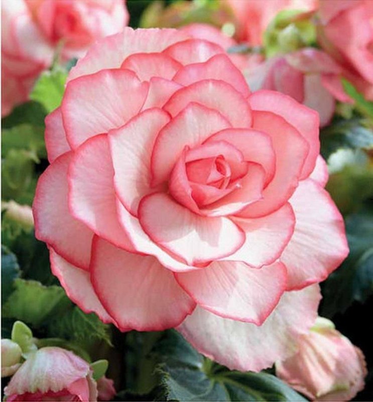 БЕГОНИЯ MASTER BUTON DE ROSE
