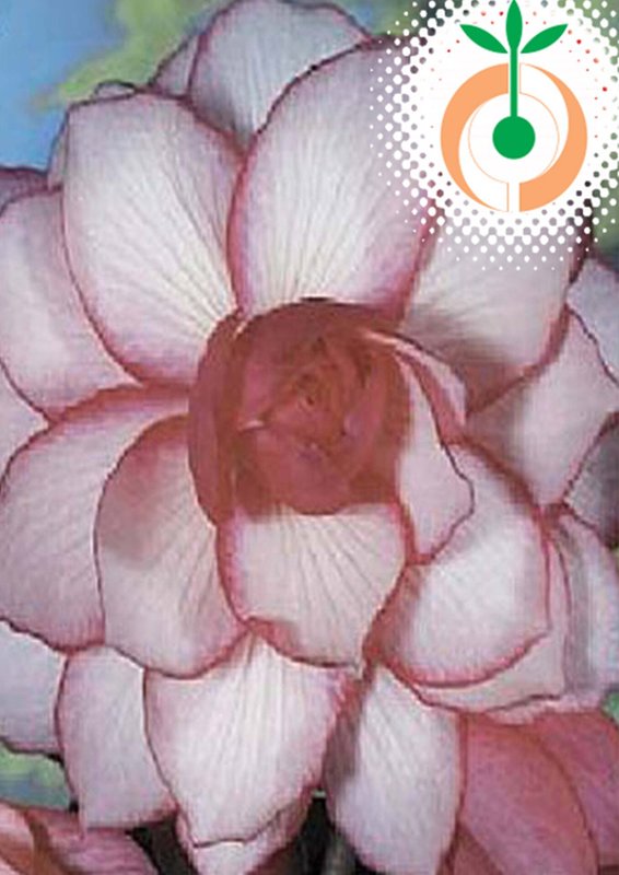 БЕГОНИЯ MASTER BUTON DE ROSE
