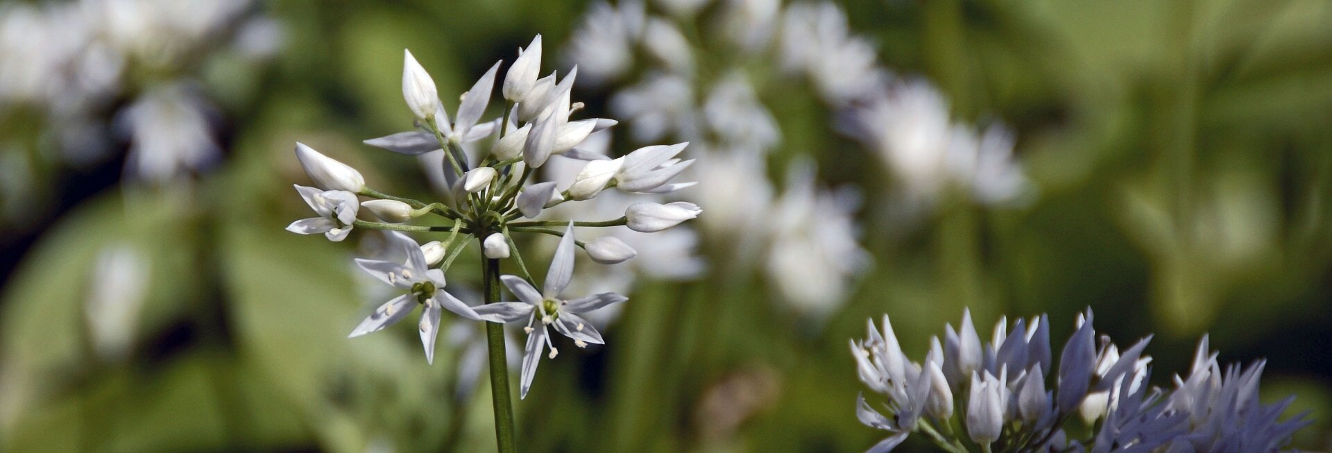 Билкови концентрати екстракти пакети и смеси Билколечение