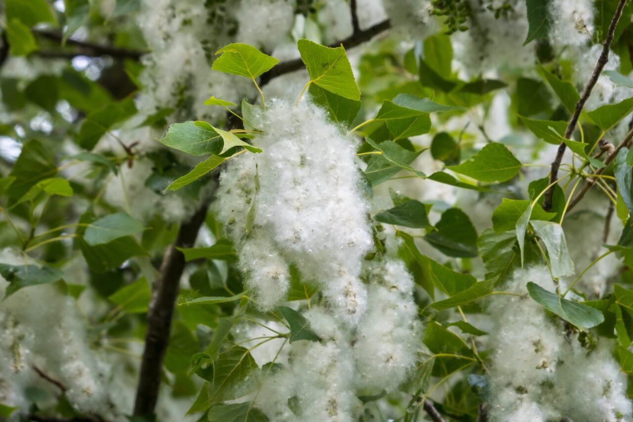 Топола (Populus alba) кори