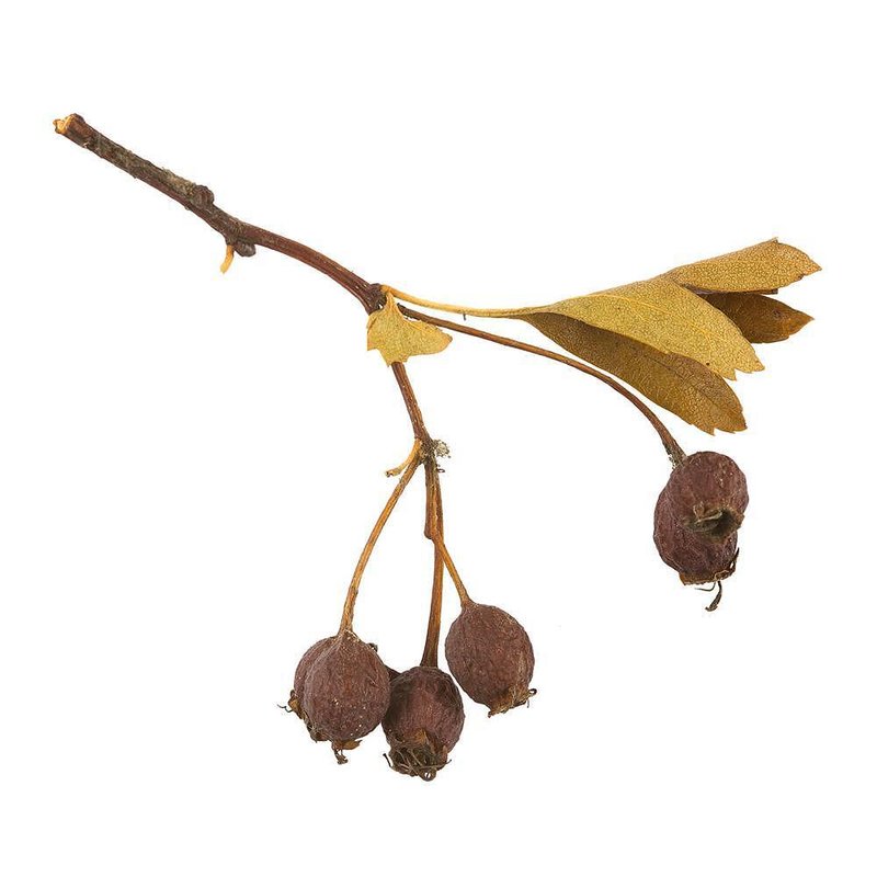 Глог (плод) /Crataegus monogyna/