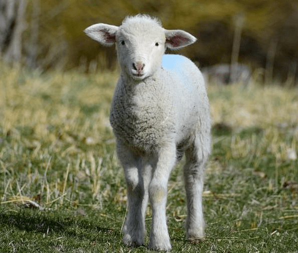 Lamb Medicine & Affordable Lamb Supplements - VetaStore