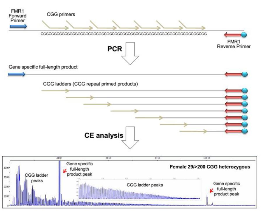 Fragile X (FRAXA) PCR kit