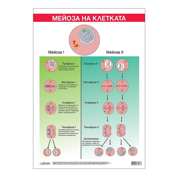 Cubos Ученическо табло ''Мейоза'', 70 x 100 cm