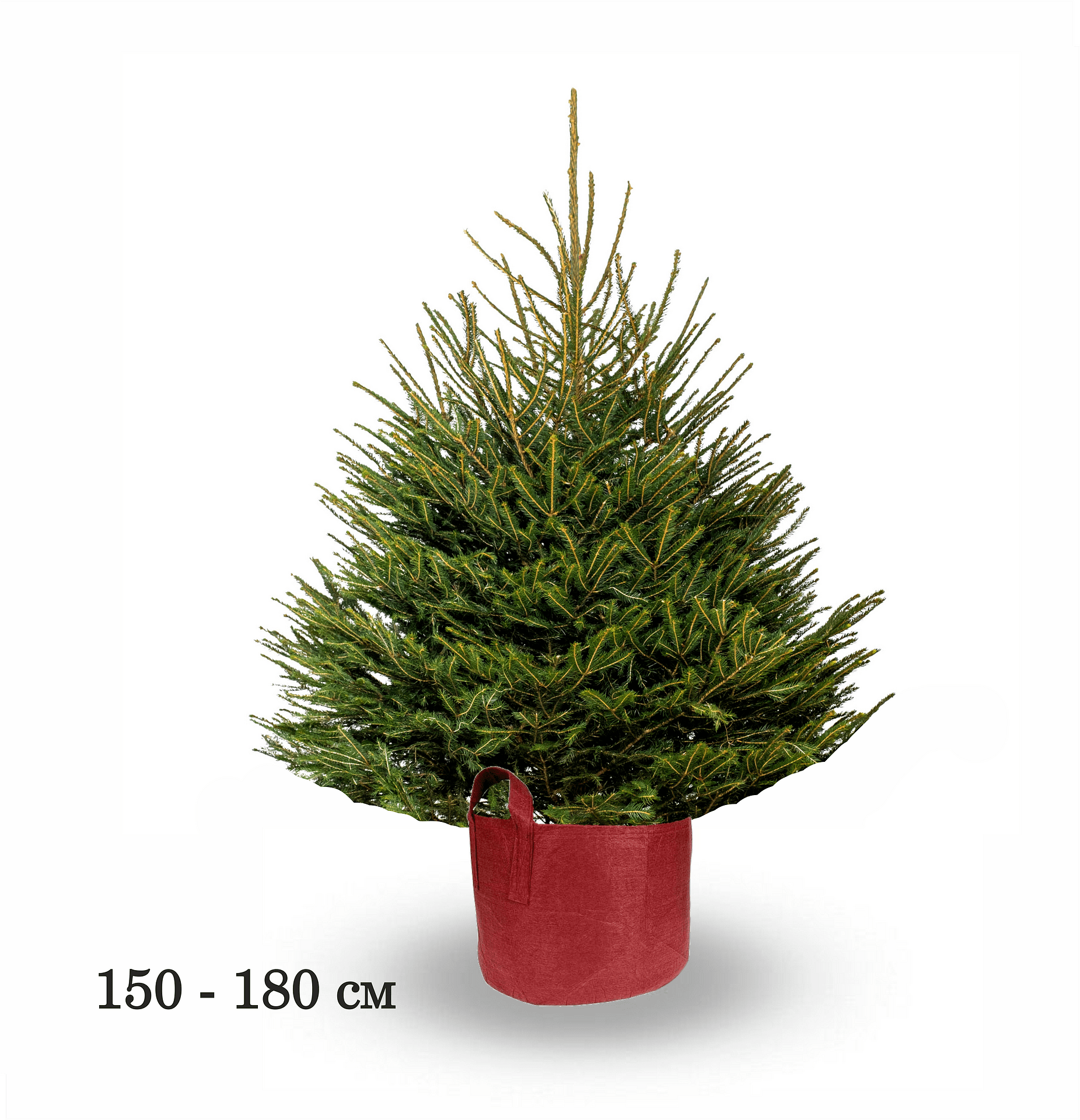 Жива Коледна Елха за Покупка и Под Наем - XL Норвежки смърч