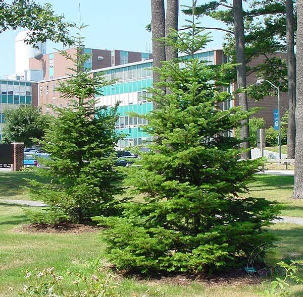 Жива Коледна Елха за Покупка и Под Наем - XL Японска Ела Вейчи